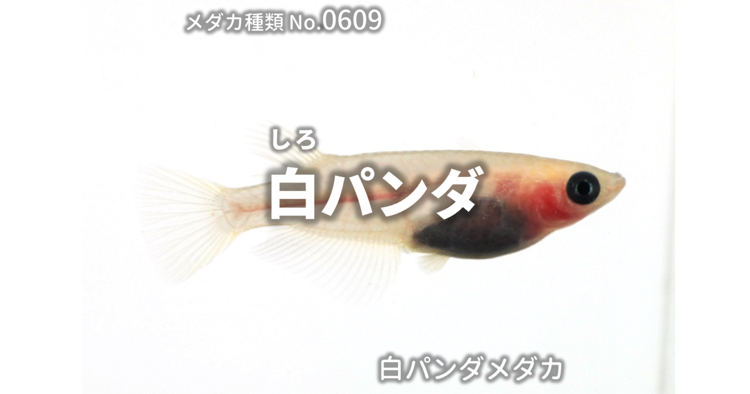 白パンダ(しろぱんだ)とは 改良メダカweb図鑑no0609 メダカの品種 白 改良メダカweb図鑑