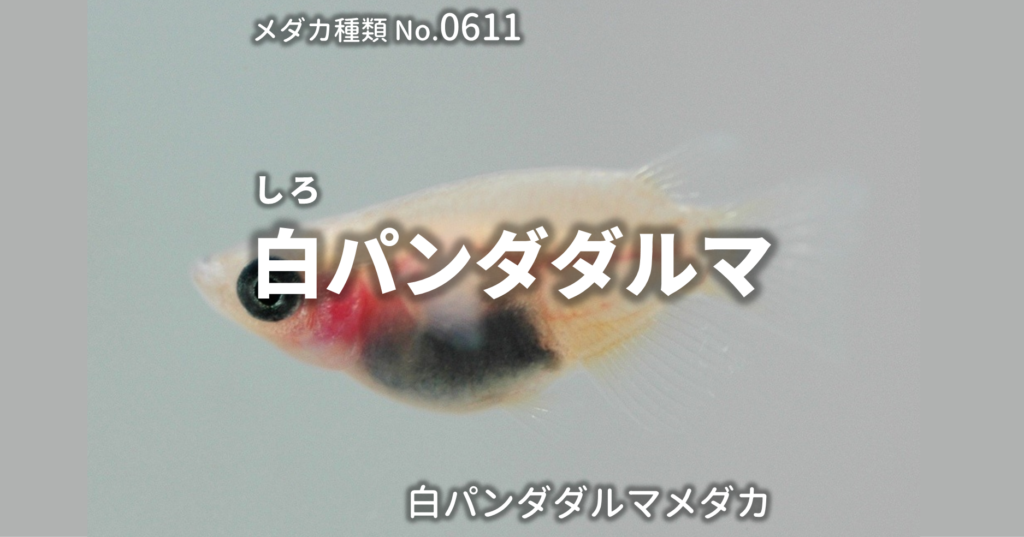 白パンダダルマ（しろぱんだだるま）とは 改良メダカweb図鑑no0611 メダカの品種 白 改良メダカweb図鑑