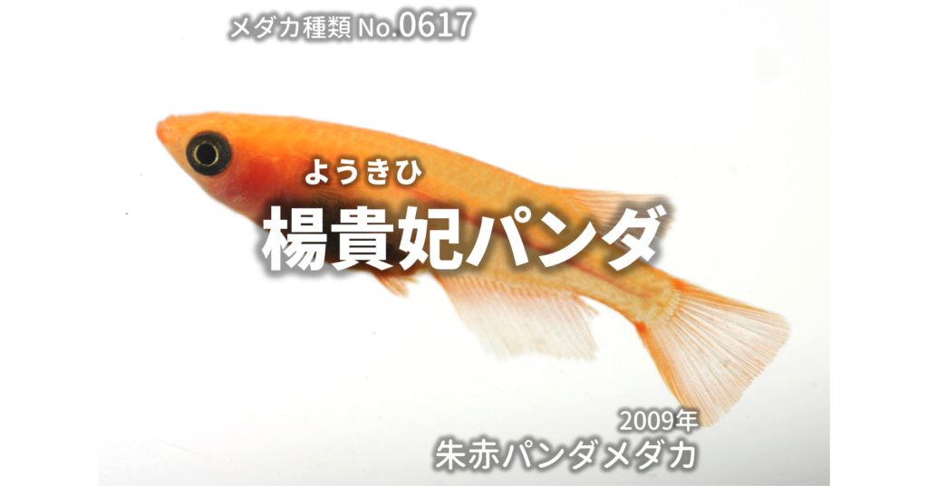 楊貴妃パンダ（ようきひぱんだ）とは 改良メダカweb図鑑no0617 メダカの品種 朱赤 改良メダカweb図鑑
