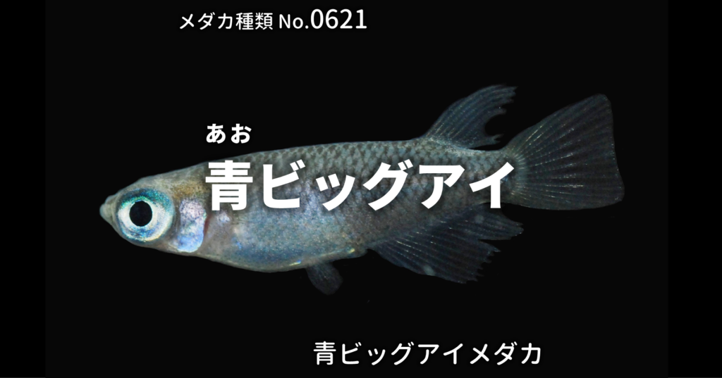 青ビッグアイ(あおびっぐあい)とは 改良メダカweb図鑑no0621 メダカの品種 青 改良メダカweb図鑑