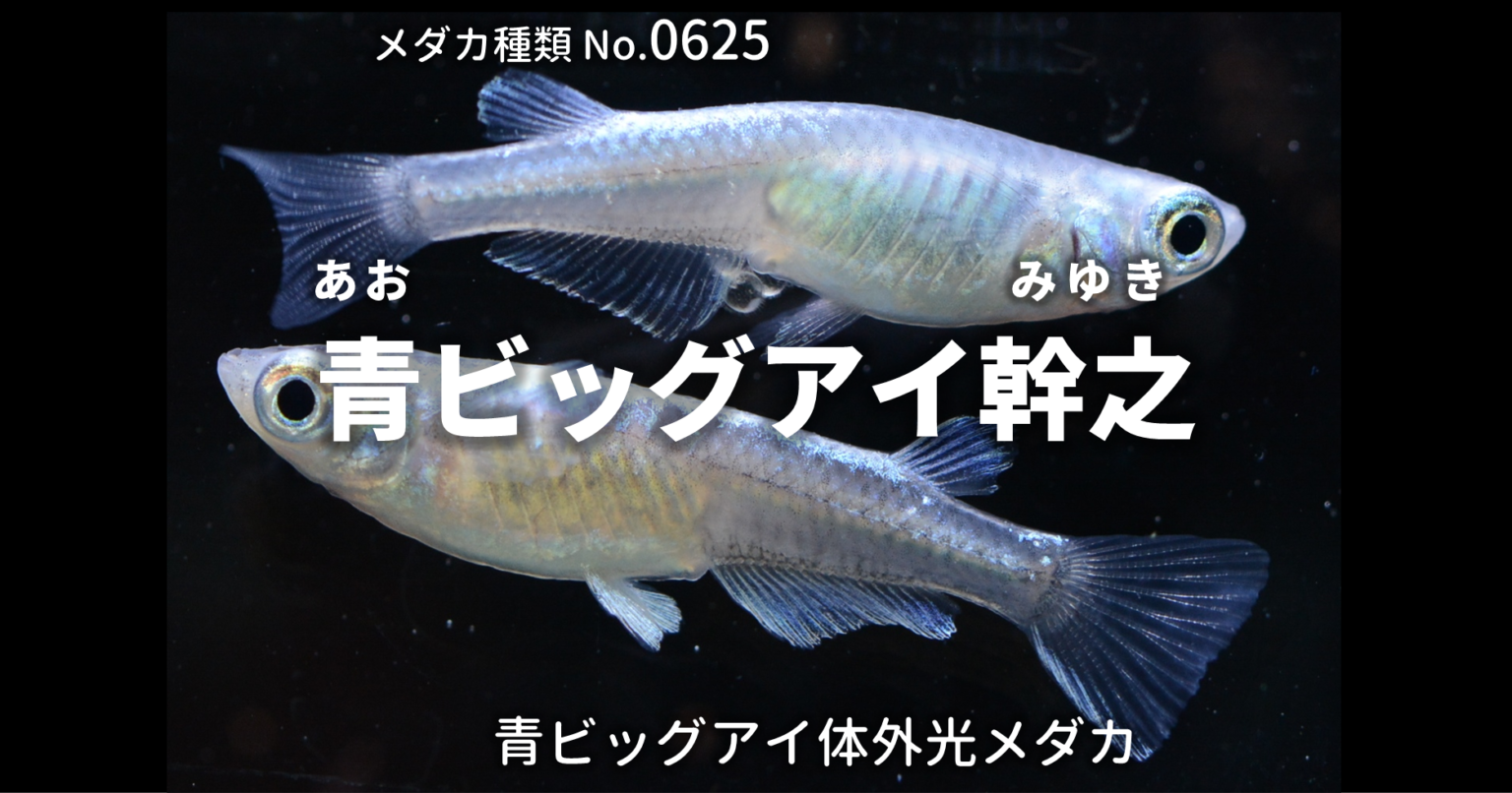 青ビッグアイ幹之(あおびっぐあいみゆき)とは 改良メダカweb図鑑no0625 メダカの品種 青 改良メダカweb図鑑