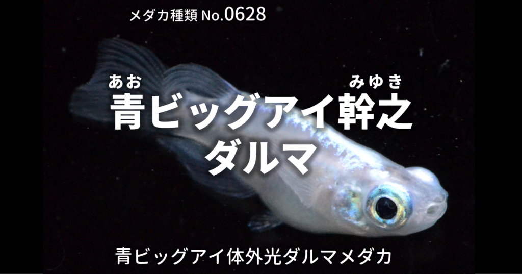 青ビッグアイ幹之ダルマ（あおびっぐあいみゆきだるま）とは 改良メダカweb図鑑no0628 メダカの品種 青 改良メダカweb図鑑