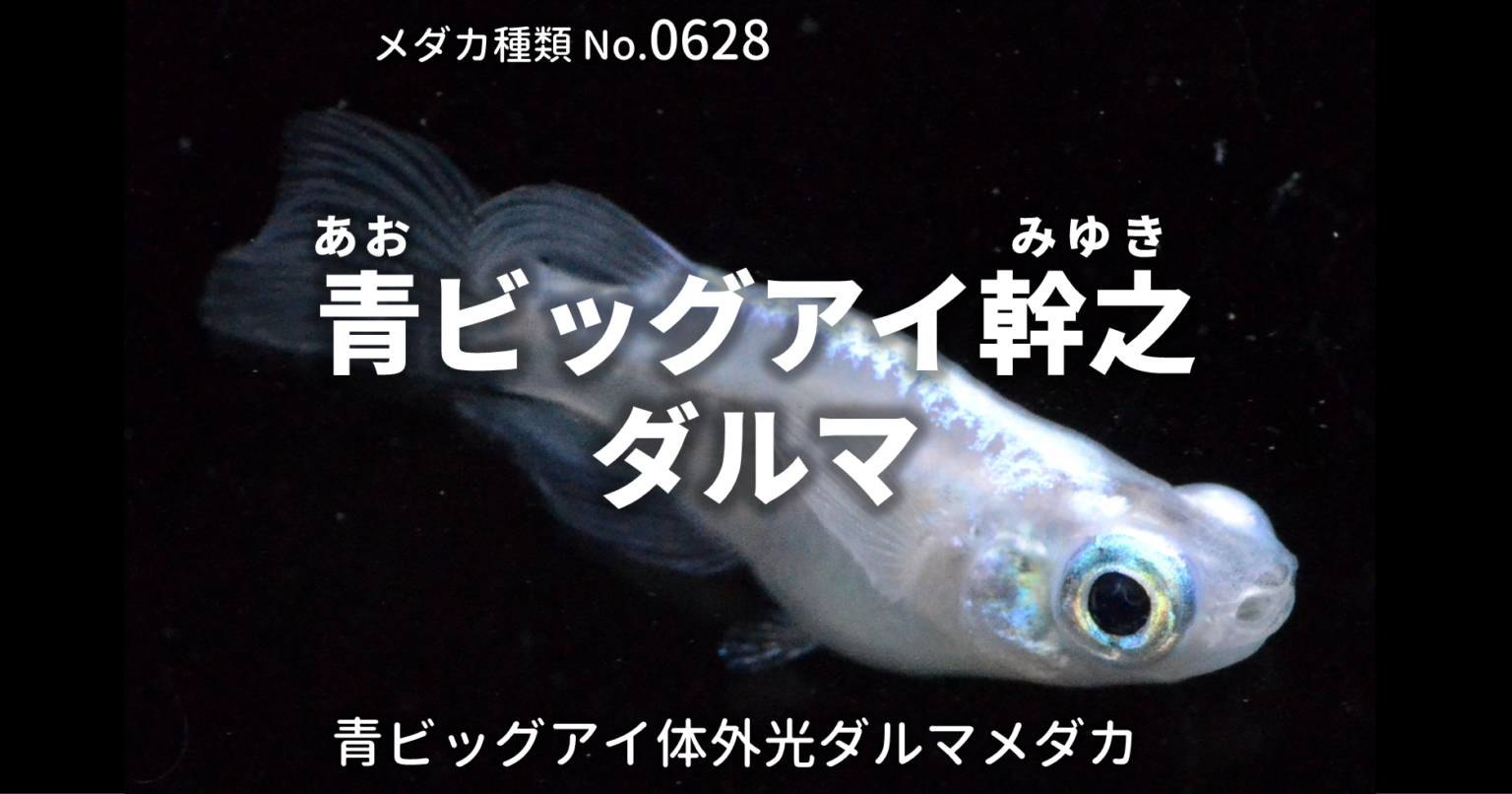 青ビッグアイ幹之ダルマ（あおびっぐあいみゆきだるま）とは 改良メダカweb図鑑no0628 メダカの品種 青 改良メダカweb図鑑