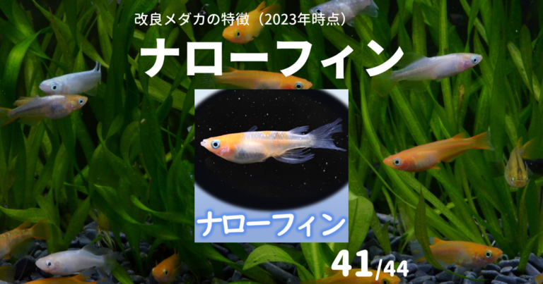 ナローフィン ～メダカのヒレ変化の特徴～ メダカの特徴4141 メダカの特徴 改良メダカweb図鑑