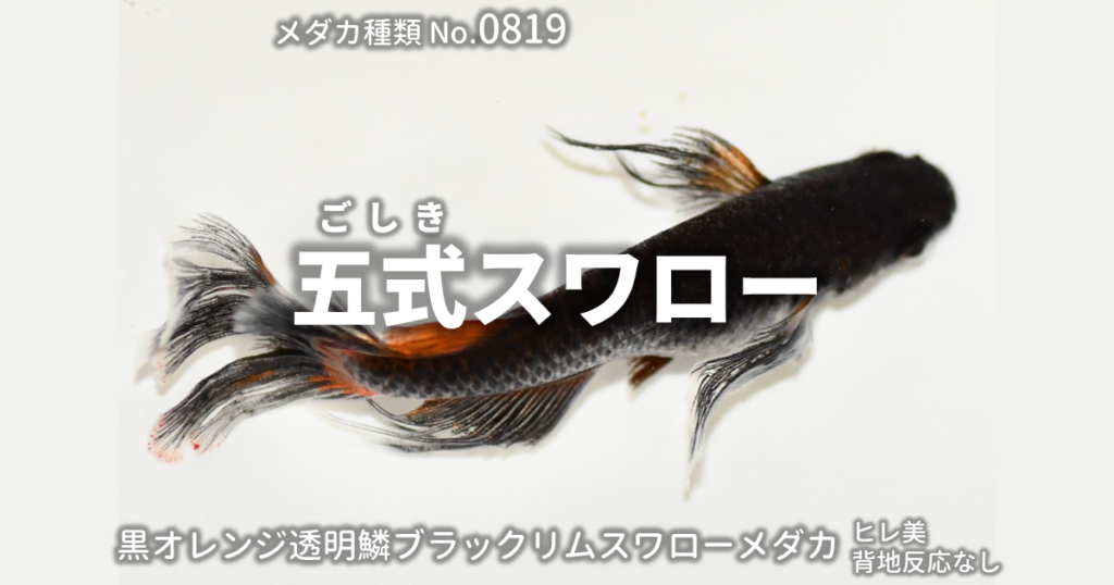 五式（ごしき）スワローとは 改良メダカweb図鑑no0819 メダカの品種 黒オレンジ 改良メダカweb図鑑