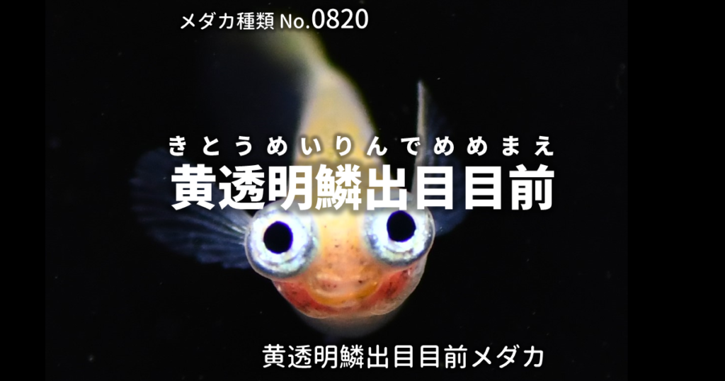 黄透明鱗出目目前(きとうめいりんでめめまえ)とは 改良メダカweb図鑑no0820 メダカの品種 黄 改良メダカweb図鑑