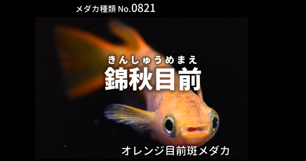 錦秋目前(きんしゅうめまえ)とは 改良メダカweb図鑑no0821 オレンジ メダカの品種 改良メダカweb図鑑