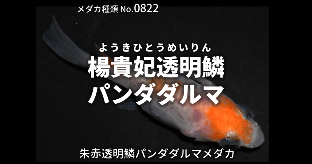 楊貴妃透明鱗パンダダルマ（ようきひとうめいりんぱんだだるま）とは 改良メダカweb図鑑no0822 朱赤 改良メダカweb図鑑