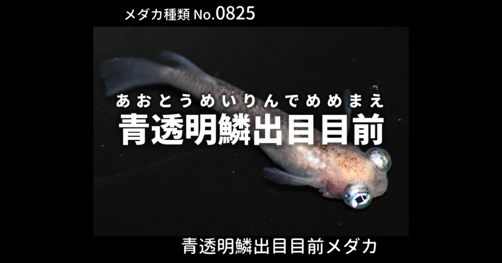 青透明鱗出目目前(あおとうめいりんでめめまえ)とは 改良メダカweb図鑑no0825 メダカの品種 青 改良メダカweb図鑑