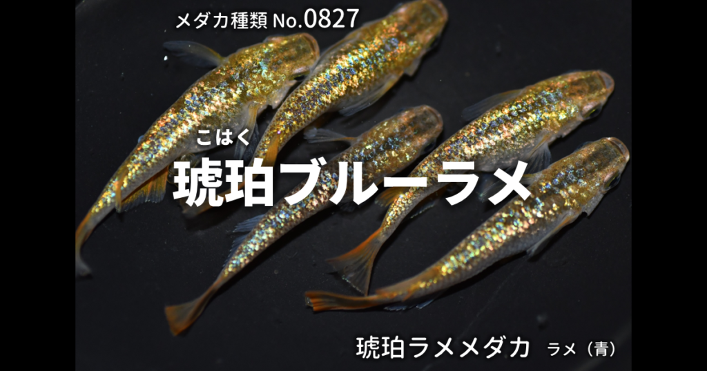 琥珀ブルーラメとは 改良メダカweb図鑑no0827 メダカの品種 琥珀 改良メダカweb図鑑