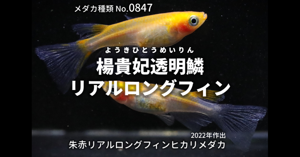 楊貴妃透明鱗リアルロングフィンとは 改良メダカweb図鑑no0847 朱赤 改良メダカweb図鑑