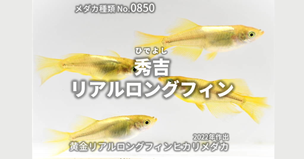 秀吉リアルロングフィンとは 改良メダカweb図鑑no0850 メダカの品種 黄金 改良メダカweb図鑑