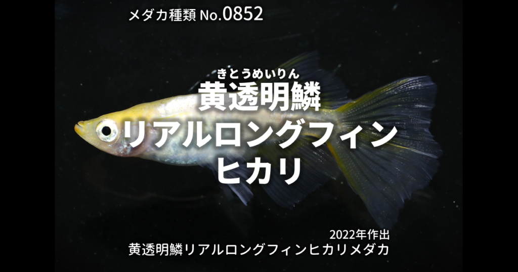 黄透明鱗リアルロングフィンヒカリとは 改良メダカweb図鑑no0852 黄 改良メダカweb図鑑