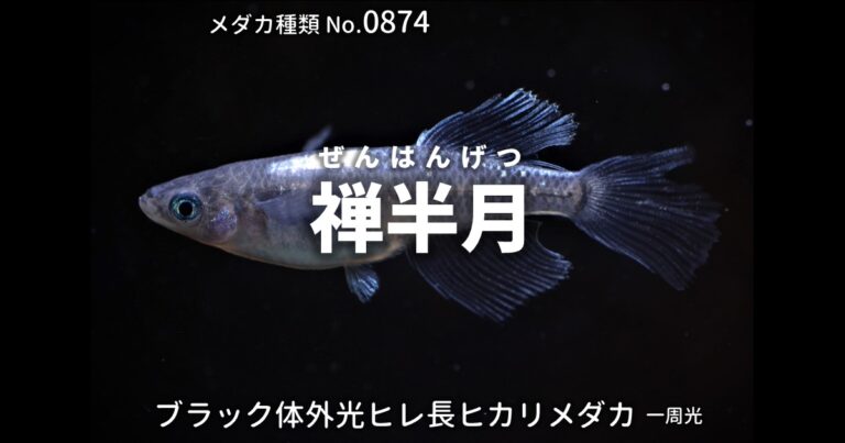 禅半月（ぜんはんげつ）とは 改良メダカweb図鑑no0874 ブラック メダカの品種 改良メダカweb図鑑