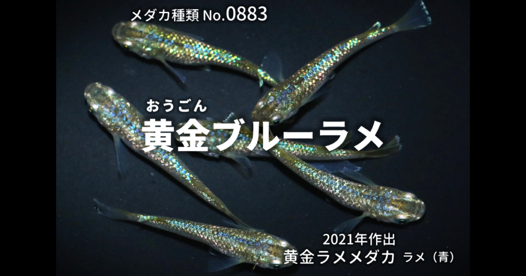 黄金ブルーラメとは 改良メダカweb図鑑no0883 メダカの品種 黄金 改良メダカweb図鑑