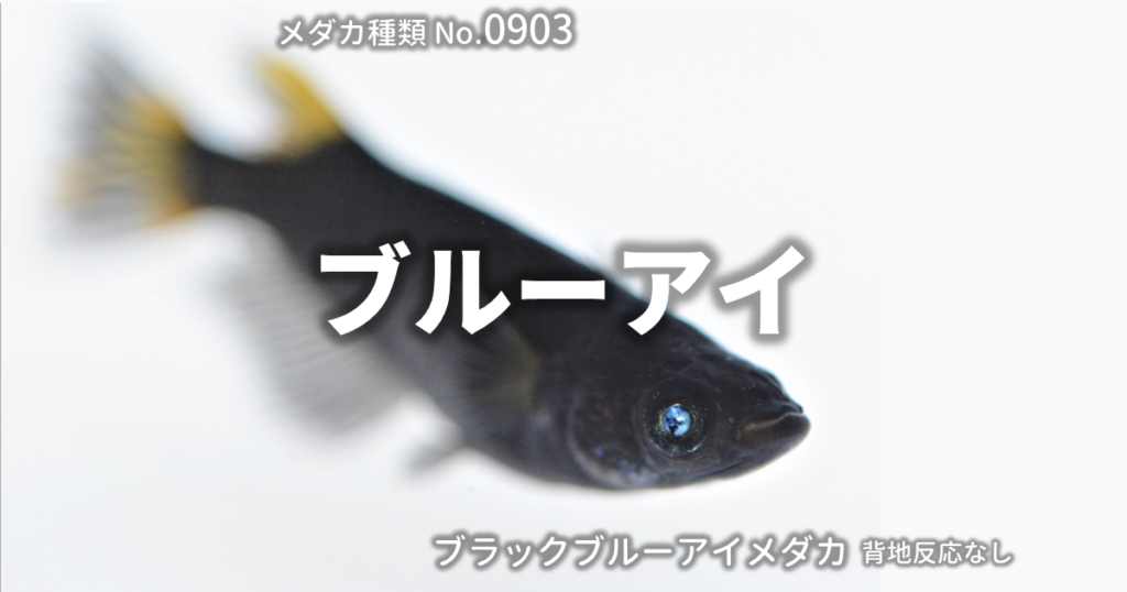 ブルーアイとは 改良メダカweb図鑑no0903 ブラック メダカの品種 改良メダカweb図鑑