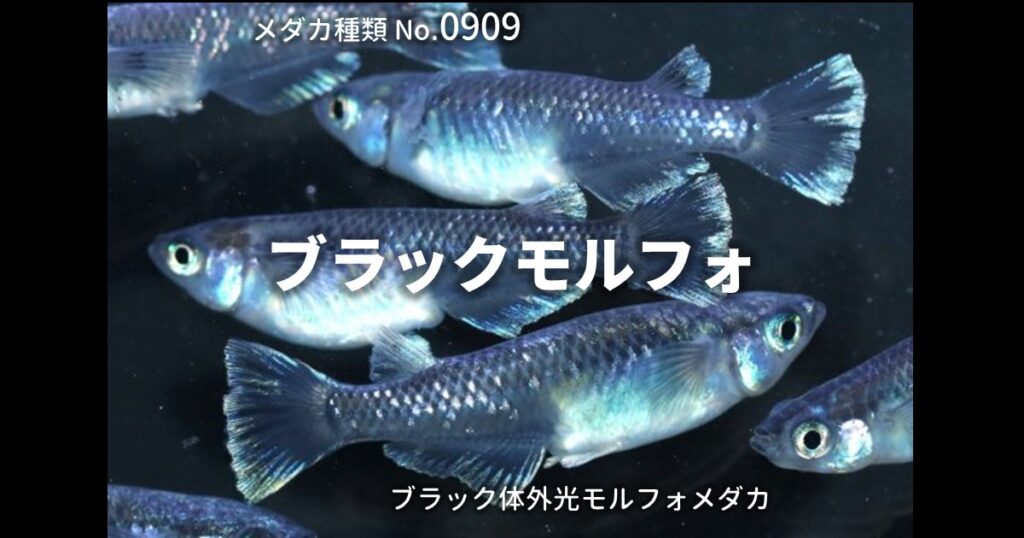 ブラックモルフォとは 改良メダカweb図鑑no0909 ブラック メダカの品種 改良メダカweb図鑑