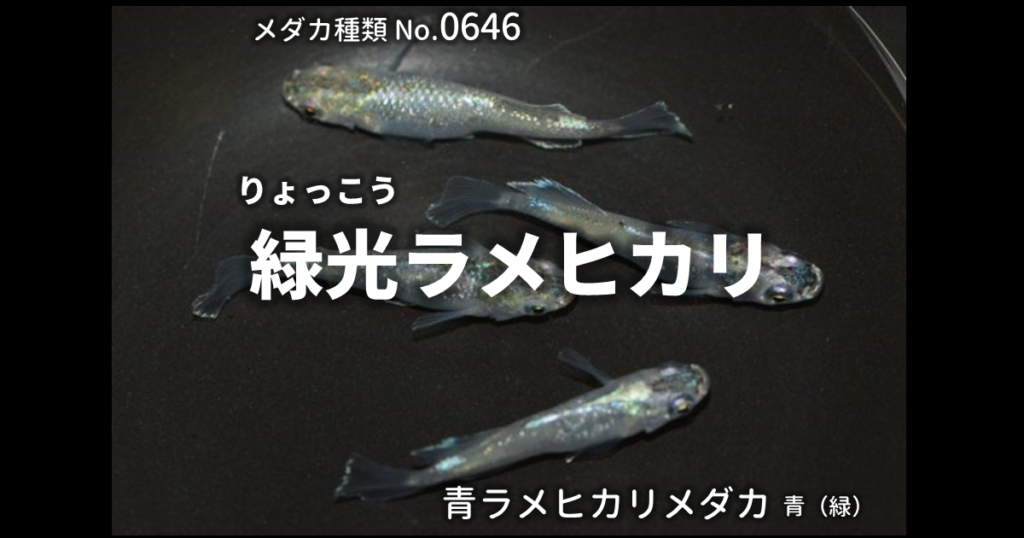 緑光ラメヒカリ(りょっこうらめひかり)とは 改良メダカweb図鑑no0646 メダカの品種 青 改良メダカweb図鑑