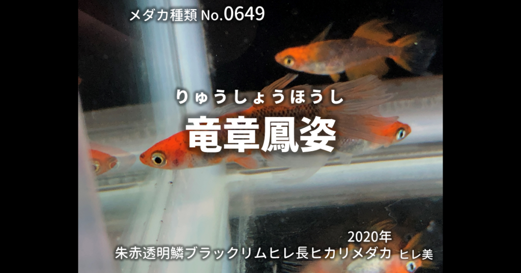 竜章鳳姿(りゅうしょうほうし)とは 改良メダカweb図鑑no0649 メダカの品種 朱赤 改良メダカweb図鑑