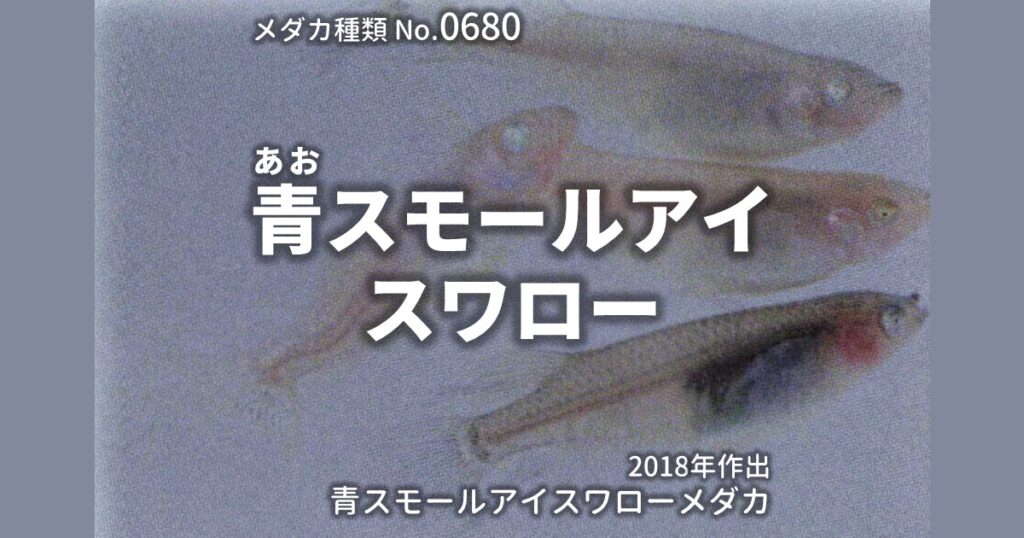 青スモールアイスワロー（あおすもーるあいすわろー）とは 改良メダカweb図鑑no0680 メダカの品種 青 改良メダカweb図鑑