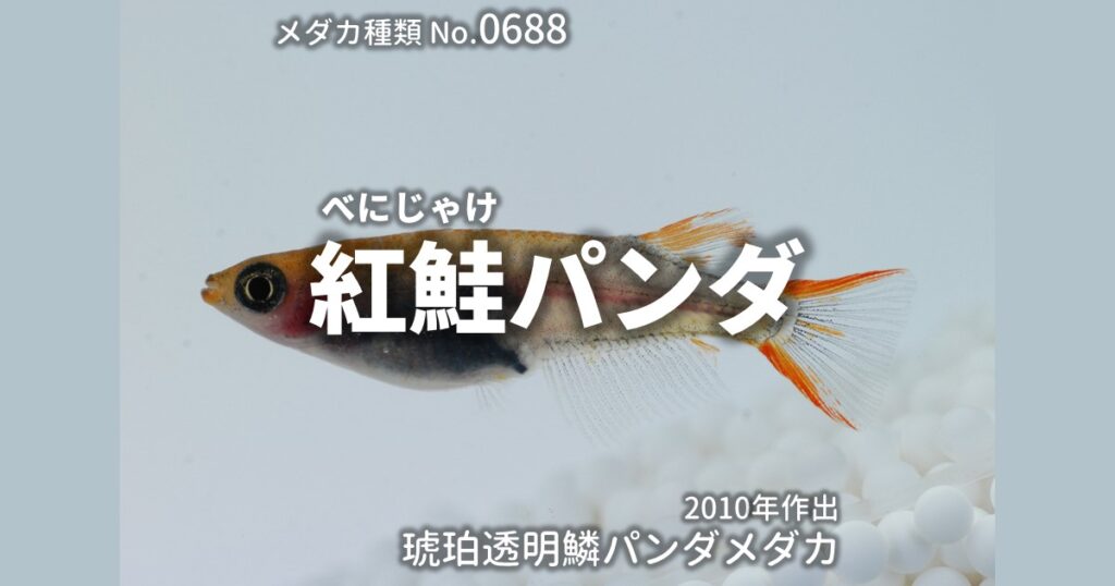 紅鮭パンダ(べにじゃけぱんだ)とは 改良メダカweb図鑑no0688 メダカの品種 琥珀 改良メダカweb図鑑