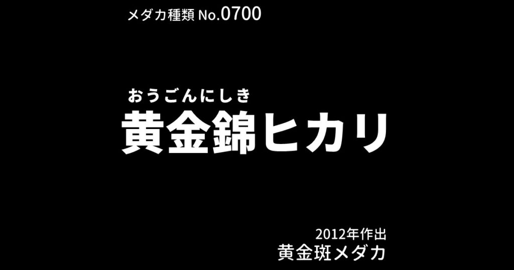 黄金錦メラー（おうごんにしきめらー）とは 改良メダカweb図鑑no0700 メダカの品種 黄金 改良メダカweb図鑑