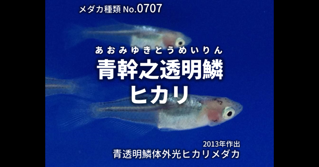 青幹之透明鱗ヒカリ(あおみゆきとうめいりんひかり)とは 改良メダカweb図鑑no0707 メダカの品種 青 改良メダカweb図鑑