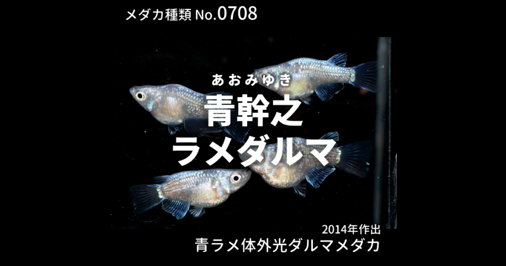 青幹之ラメダルマ(あおみゆきらめだるま)とは 改良メダカweb図鑑no0708 メダカの品種 青 改良メダカweb図鑑