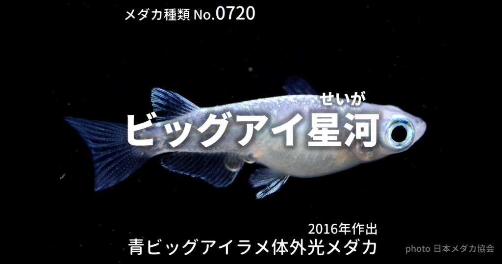 ビッグアイ星河（びっぐあいせいが）とは 改良メダカweb図鑑no0720 メダカの品種 青 改良メダカweb図鑑