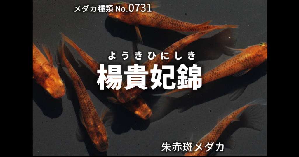 楊貴妃錦（ようきひにしき）とは 改良メダカweb図鑑no0731 メダカの品種 朱赤 改良メダカweb図鑑