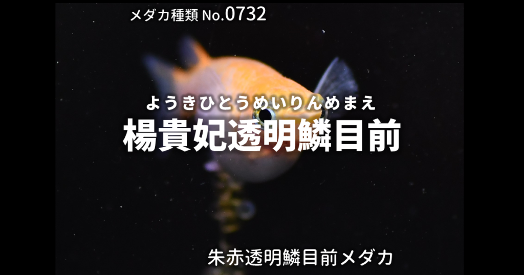 楊貴妃透明鱗目前（ようきひとうめいりんめまえ）とは 改良メダカweb図鑑no0732 メダカの品種 朱赤 改良メダカweb図鑑