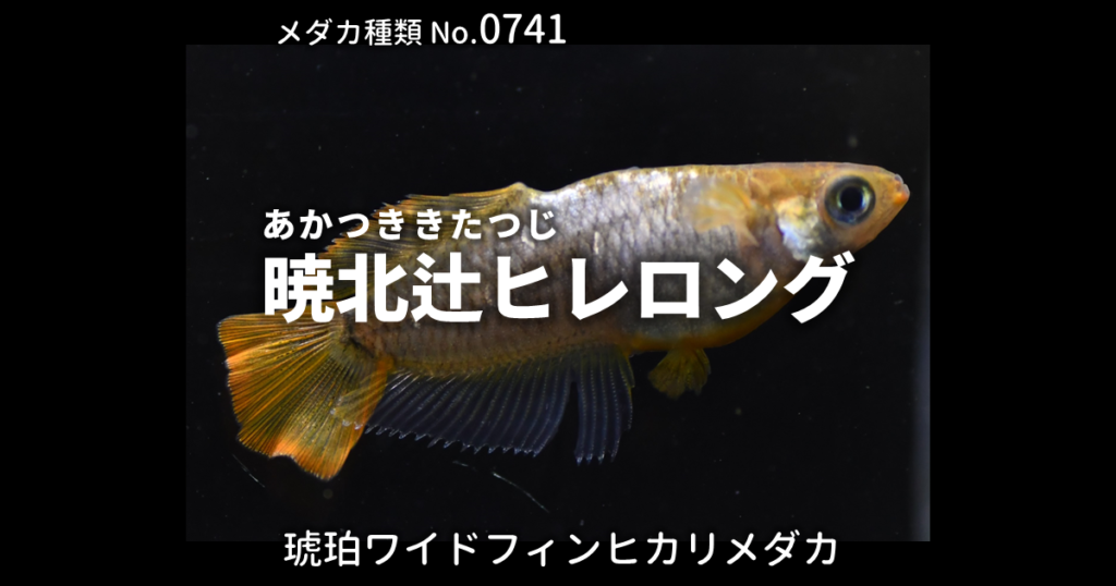 暁北辻ヒレロング(あかつききたつじひれろんぐ)とは 改良メダカweb図鑑no0741 メダカの品種 琥珀 改良メダカweb図鑑