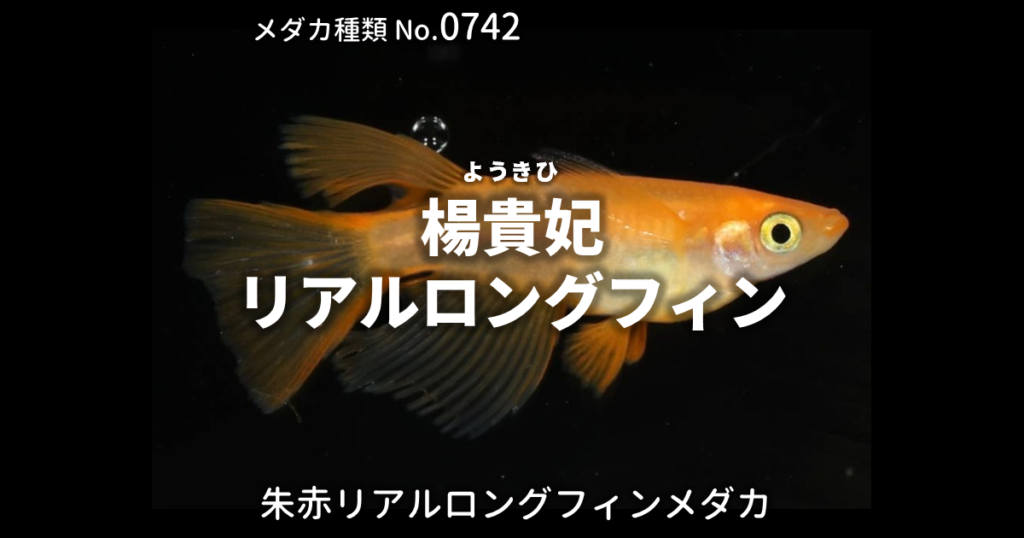 楊貴妃リアルロングフィンとは 改良メダカweb図鑑no0742 メダカの品種 朱赤 改良メダカweb図鑑