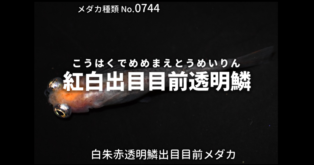 紅白出目目前透明鱗（こうはくでめめまえとうめいりん）とは 改良メダカweb図鑑no0744 メダカの品種 白朱赤 改良メダカweb図鑑