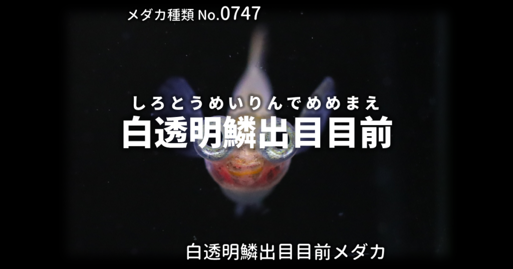 白透明鱗出目目前（しろとうめいりんでめめまえ）とは 改良メダカweb図鑑no0747 メダカの品種 白 改良メダカweb図鑑