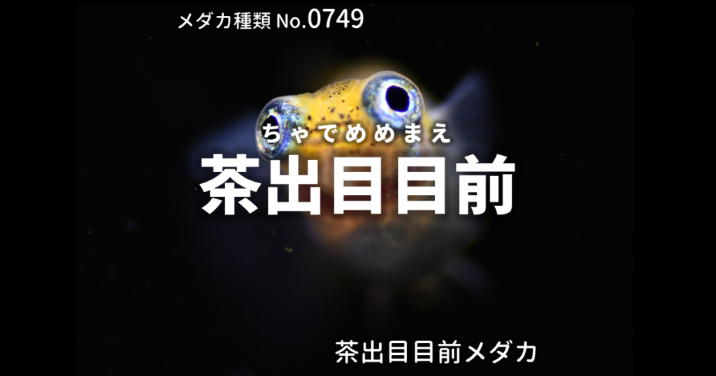 茶出目目前（ちゃでめめまえ）とは 改良メダカweb図鑑no0749 メダカの品種 茶 改良メダカweb図鑑