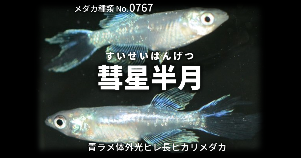 彗星半月(すいせいはんげつ)とは 改良メダカweb図鑑no0767 メダカの品種 青 改良メダカweb図鑑