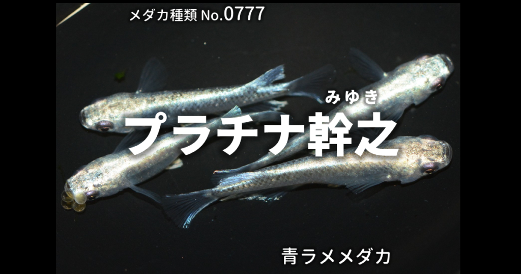 プラチナ幹之（みゆき）とは 改良メダカweb図鑑no0777 メダカの品種 青 改良メダカweb図鑑