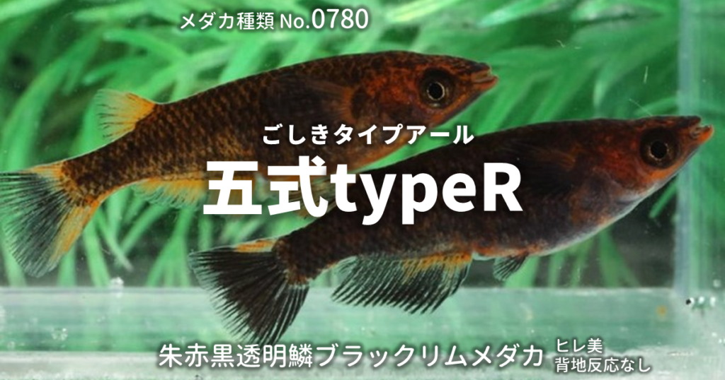 五式typer(ごしきたいぷあーる)とは 改良メダカweb図鑑no0780 メダカの品種 黒朱赤 改良メダカweb図鑑