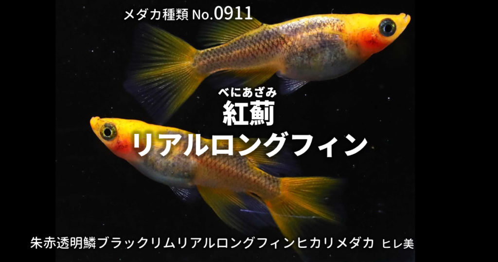 紅薊（べにあざみ）リアルロングフィンとは 改良メダカweb図鑑no0911 メダカの品種 朱赤 改良メダカweb図鑑