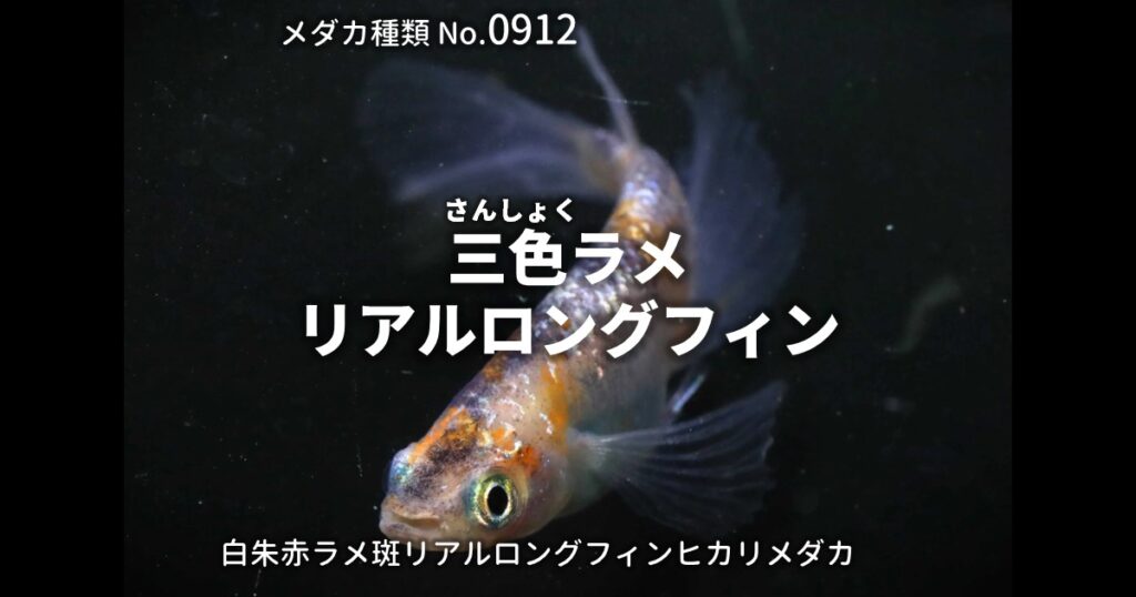 三色ラメリアルロングフィンとは 改良メダカweb図鑑no0912 白朱赤 改良メダカweb図鑑