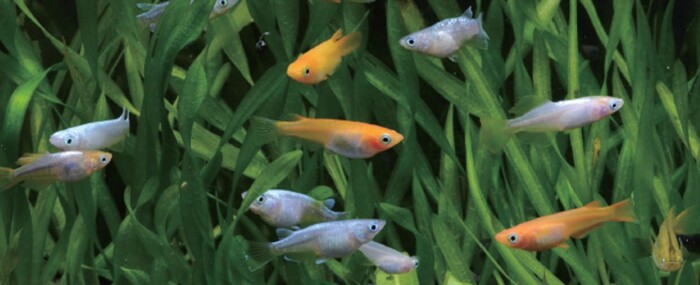 Welcome to the world of Japanese Medaka! | 改良メダカWEB図鑑