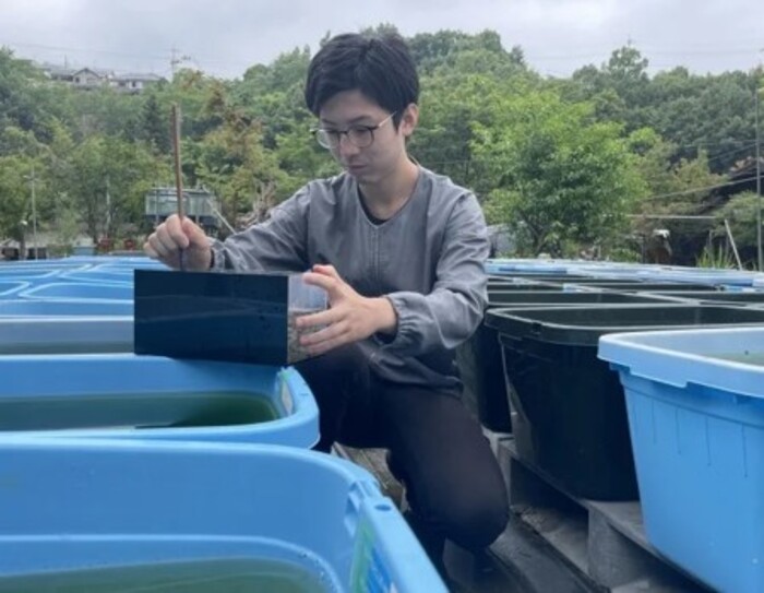 Welcome to the world of Japanese Medaka! | 改良メダカWEB図鑑