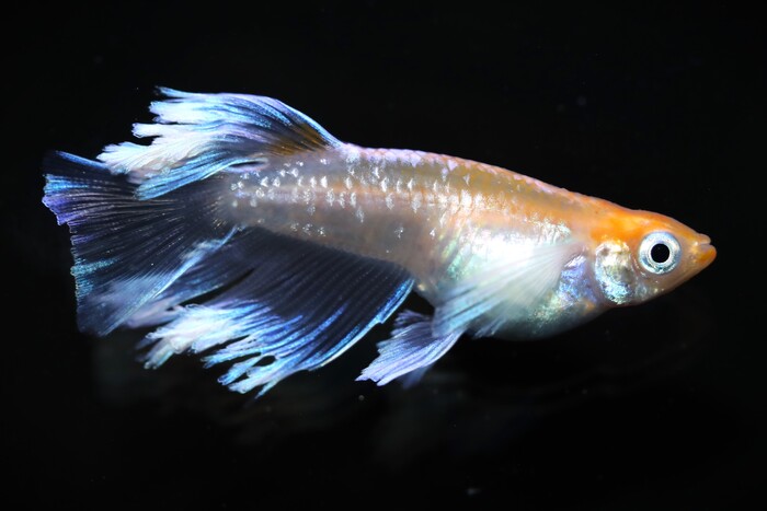 Welcome to the world of Japanese Medaka! | 改良メダカWEB図鑑