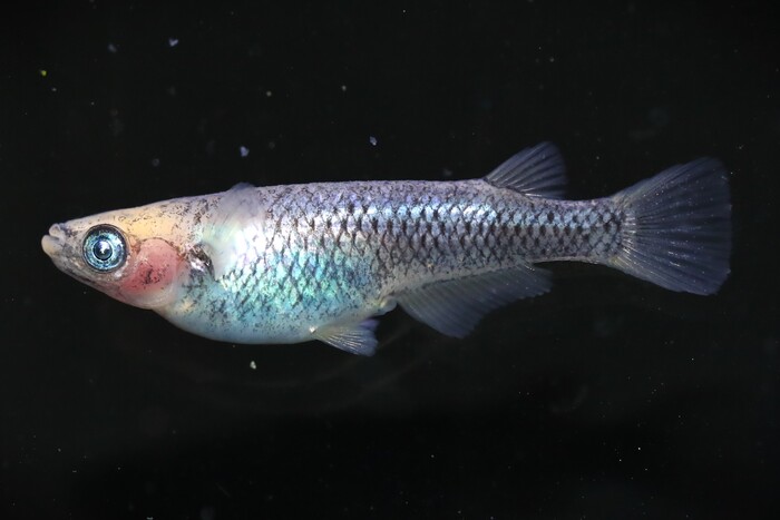 Welcome to the world of Japanese Medaka! | 改良メダカWEB図鑑