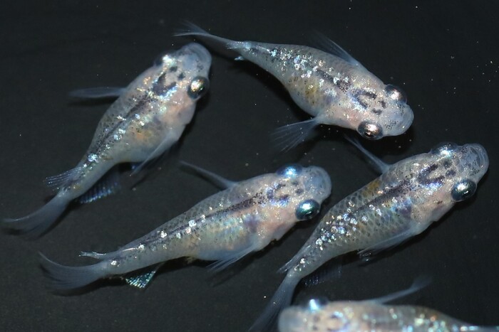 Welcome to the world of Japanese Medaka! | 改良メダカWEB図鑑