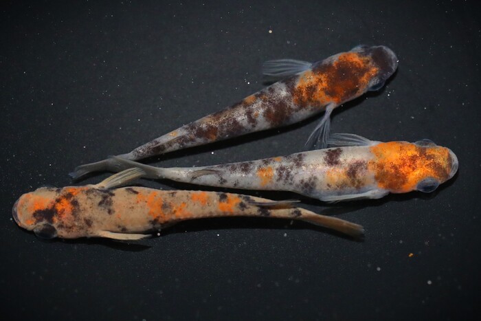 Welcome to the world of Japanese Medaka! | 改良メダカWEB図鑑