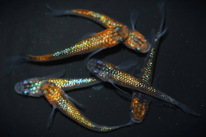 Welcome to the world of Japanese Medaka! | 改良メダカWEB図鑑