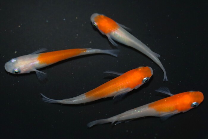 Welcome to the world of Japanese Medaka! | 改良メダカWEB図鑑