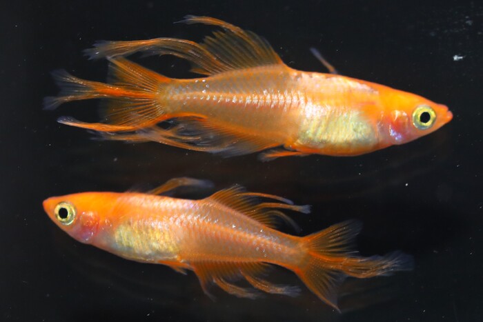 Welcome to the world of Japanese Medaka! | 改良メダカWEB図鑑